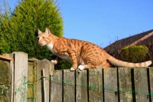 How Do Cats Walk So Quietly? - Senior Cat Wellness