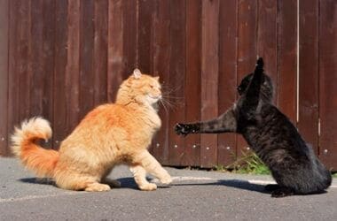 How To Stop Cats Fighting Over Territory: A Complete Guide