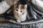 How To Get A Kitten To Sleep Through The Night - Senior Cat Wellness