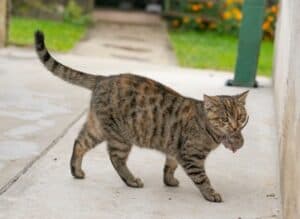 What Cats Make the Best Mousers? (10 Breeds That Catch Mice)