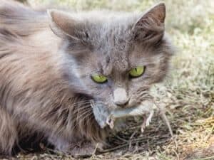 What Cats Make the Best Mousers? (10 Breeds That Catch Mice)
