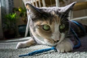 Why Do Cats Like to Play with String So Much? - Senior Cat Wellness