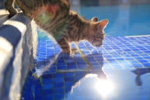 Can Cats Swim in Water? - Senior Cat Wellness