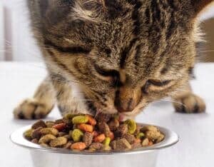 How To Stop Your Cat From Eating Too Fast - Senior Cat Wellness