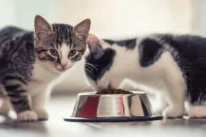 How To Stop Your Cat From Eating Too Fast - Senior Cat Wellness