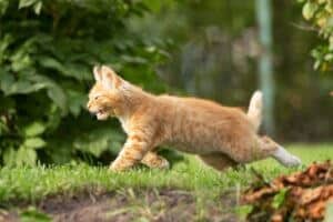 Why Does My Cat Run Around Like a Maniac? (Cat Zoomies Meaning)