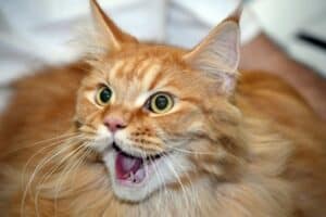 10 Bad Cat Behaviors (And What They Actually Mean)