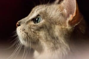 Should You Trim Your Cat's Ear Hair? - Senior Cat Wellness