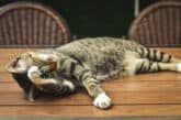 Do House Cats Get Headaches? - Senior Cat Wellness