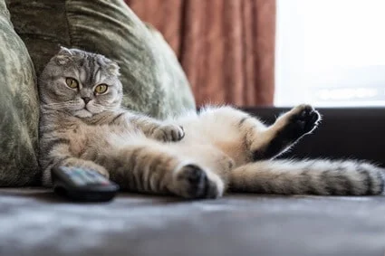 How to Get a Lazy Cat To Play - Senior Cat Wellness