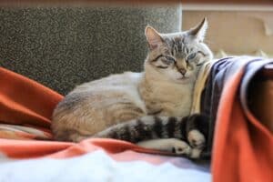 How To Deal With Incontinence In Elderly Cats While Sleeping