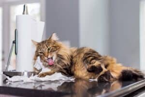 10 Bad Cat Behaviors (And What They Actually Mean)