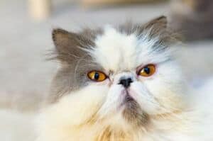 Do Cats Get Grumpy in Old Age? - Senior Cat Wellness