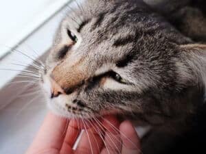 How To Cope with The Sudden Death of A Cat - Senior Cat Wellness