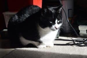 How To Get Your Cat To Stop Biting Cords