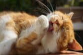 Why Do Cats Have Such Rough Tongues? (5 Essential Reasons)