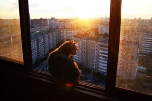 Why Do Cats Look Out The Window At Night?