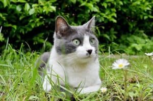 Why Is My Cat’s Fur Turning Yellow? - Senior Cat Wellness