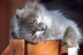How Does A Cat Sweat? (Feline Perspiration Explained)