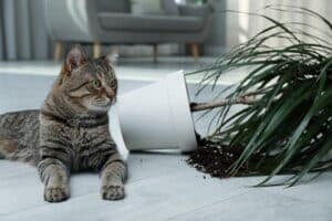 How To Deal with A Demanding Cat - Senior Cat Wellness