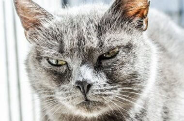 Why Do Cats Snort? (Cat Snorting Noise Meaning)