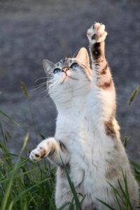 Why Do Cats Stand Up On Their Hind Legs?