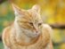 What Do Different Cat Ear Positions Mean? - Senior Cat Wellness