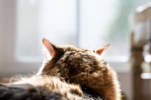 What Do Different Cat Ear Positions Mean? - Senior Cat Wellness