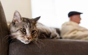 Feline Dementia Signs and Symptoms Explained - Senior Cat Wellness