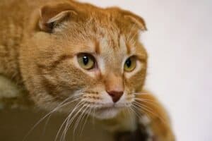 What Do Different Cat Ear Positions Mean? - Senior Cat Wellness