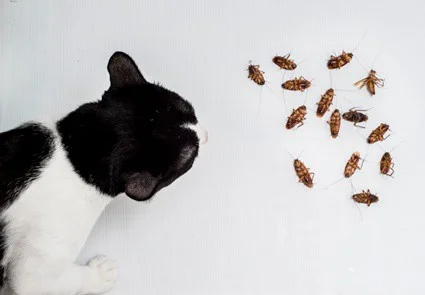 Is It Bad For Cats To Eat Cockroaches? - Senior Cat Wellness