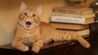 What Does It Mean When A Cat Burps? - Senior Cat Wellness
