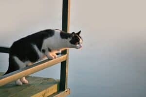 How Far Can Cats Fall Without Getting Hurt or Injured?