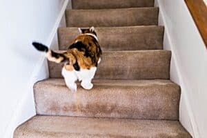 Why Are My Cat's Back Legs Not Working (Weak, Wobbly, and Stiff)?