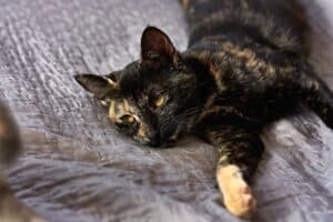 Why Is My Cat's Stomach Making Gurgling Noises?