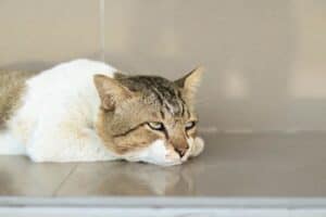 Cat Sleeping Positions When Sick (and What They Mean!)