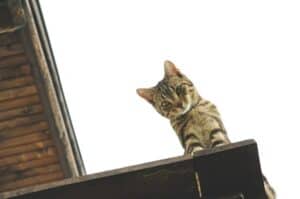 How Far Can Cats Fall Without Getting Hurt or Injured?