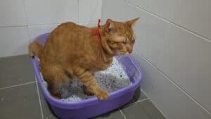 How To Make an Elderly Cat Poop When Constipated