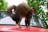 Why Is My Cat Walking With An Arched Back? - Senior Cat Wellness