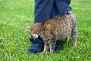 Why Does My Cat Try To Trip Me When I Walk? - Senior Cat Wellness