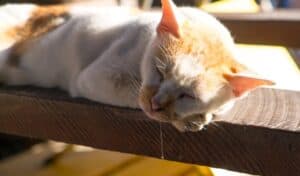 Why Is My Cat Drooling So Much? - Senior Cat Wellness