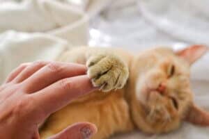 How To Heal Cracked Cat Paws - Senior Cat Wellness