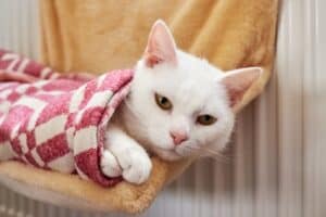 How Cold Is Too Cold for Cats In A House? - Senior Cat Wellness