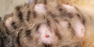 What Do Normal Cat Nipples Look Like? - Senior Cat Wellness