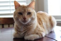 Why Does a Cat Loaf? (The Cat Loafing Position Meaning)