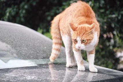 Why Is My Cat Walking With An Arched Back? - Senior Cat Wellness