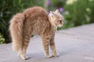 Why Is My Cat Walking With An Arched Back? - Senior Cat Wellness