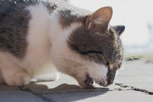 Why Is My Cat Vomiting Undigested Food Hours After Eating?