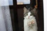 Why Does My Cat Keep Scratching Windows? - Senior Cat Wellness