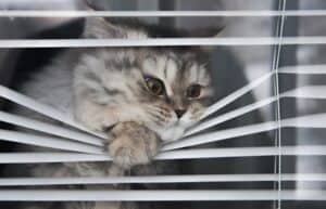 Why Does My Cat Keep Scratching Windows? - Senior Cat Wellness